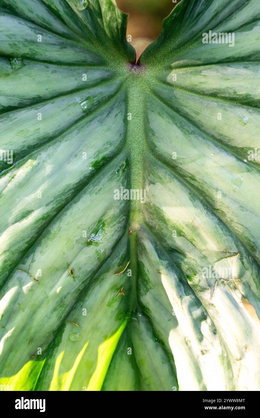 Closeup shot monstera deliciosa hi-res stock photography and images - Alamy
