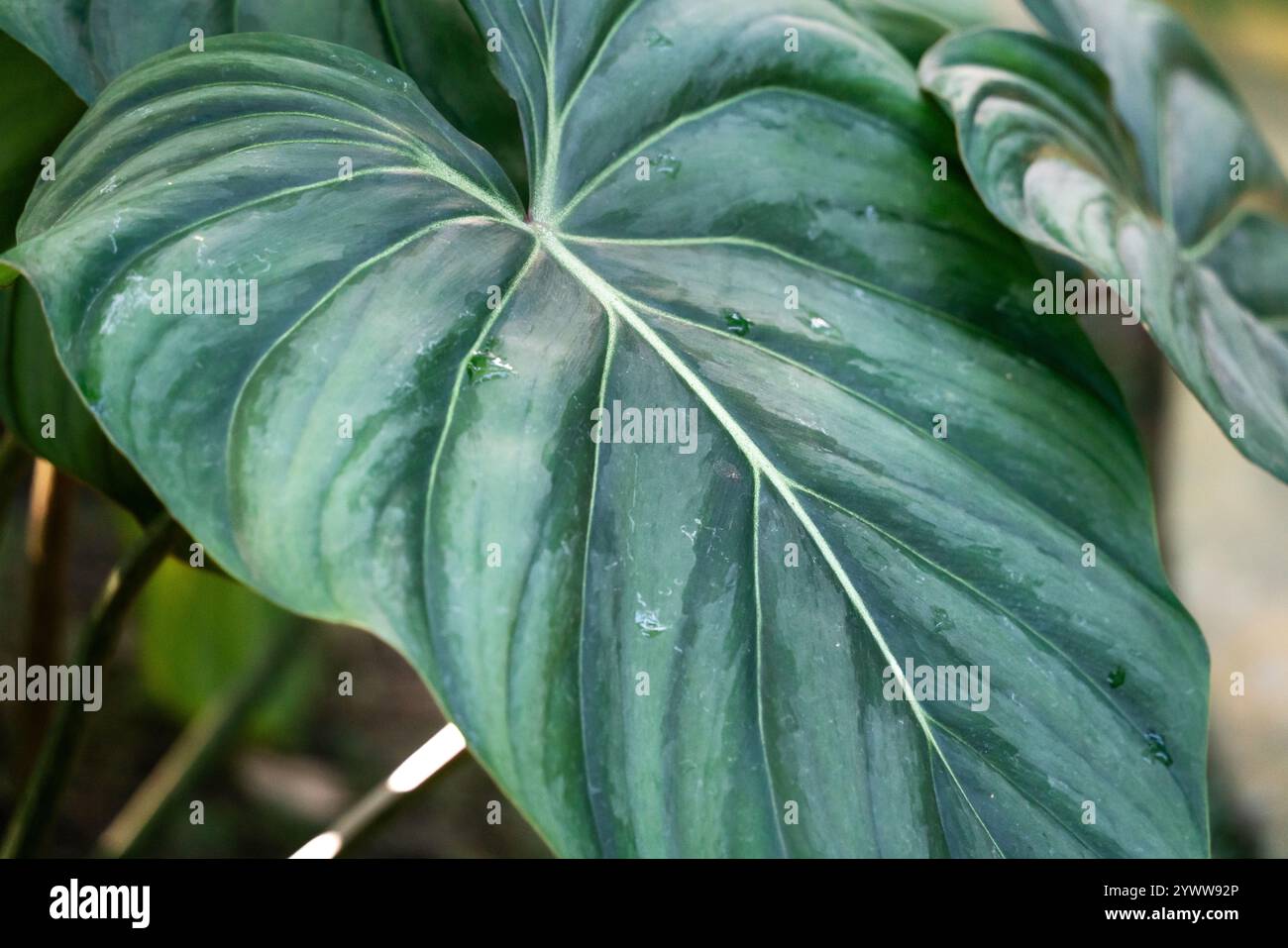 Closeup shot monstera deliciosa hi-res stock photography and images - Alamy