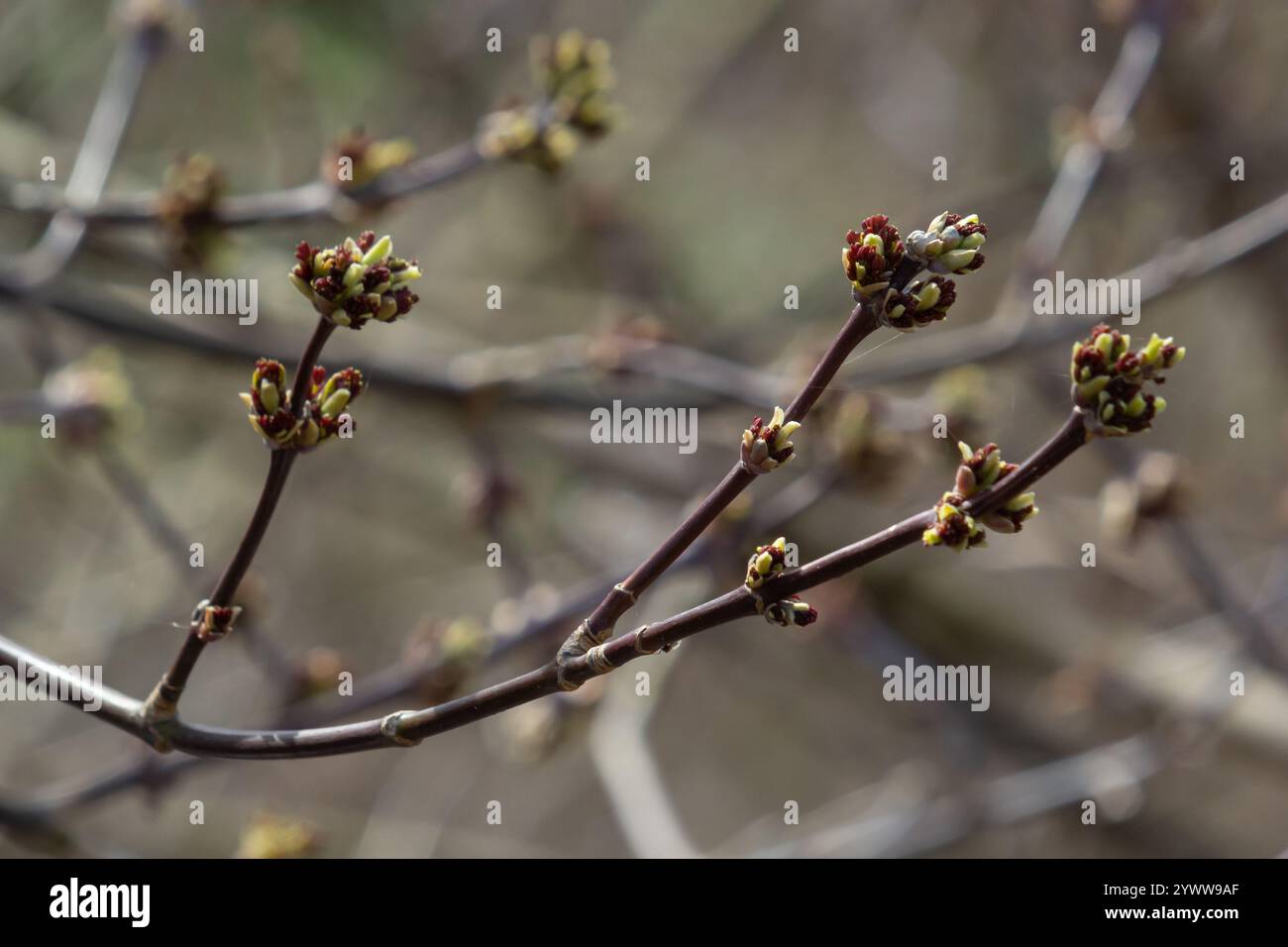 Three seed clusters hi-res stock photography and images - Alamy