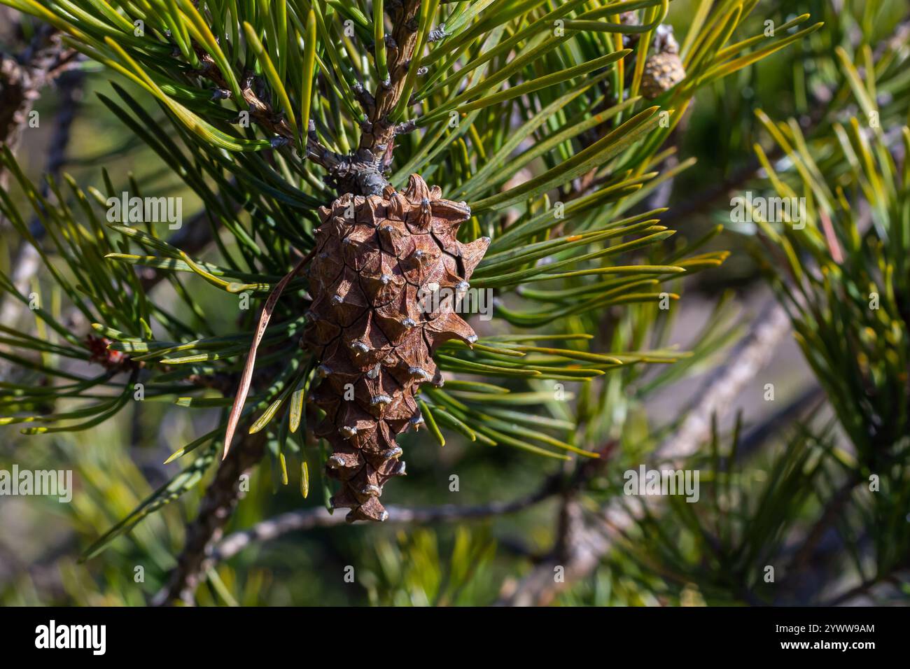 Scots pine pinus sylvestris garden tree pinus sylvestris hi-res stock ...