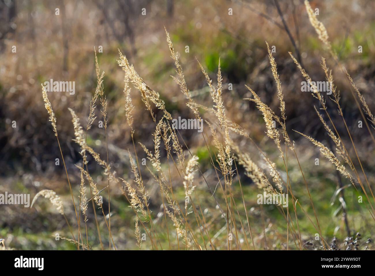 Inflorescence of wood small-reed Calamagrostis epigejos on a meadow ...