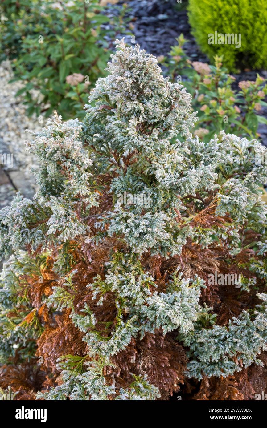 Frosted Flaky Juniper tree Stock Photo - Alamy