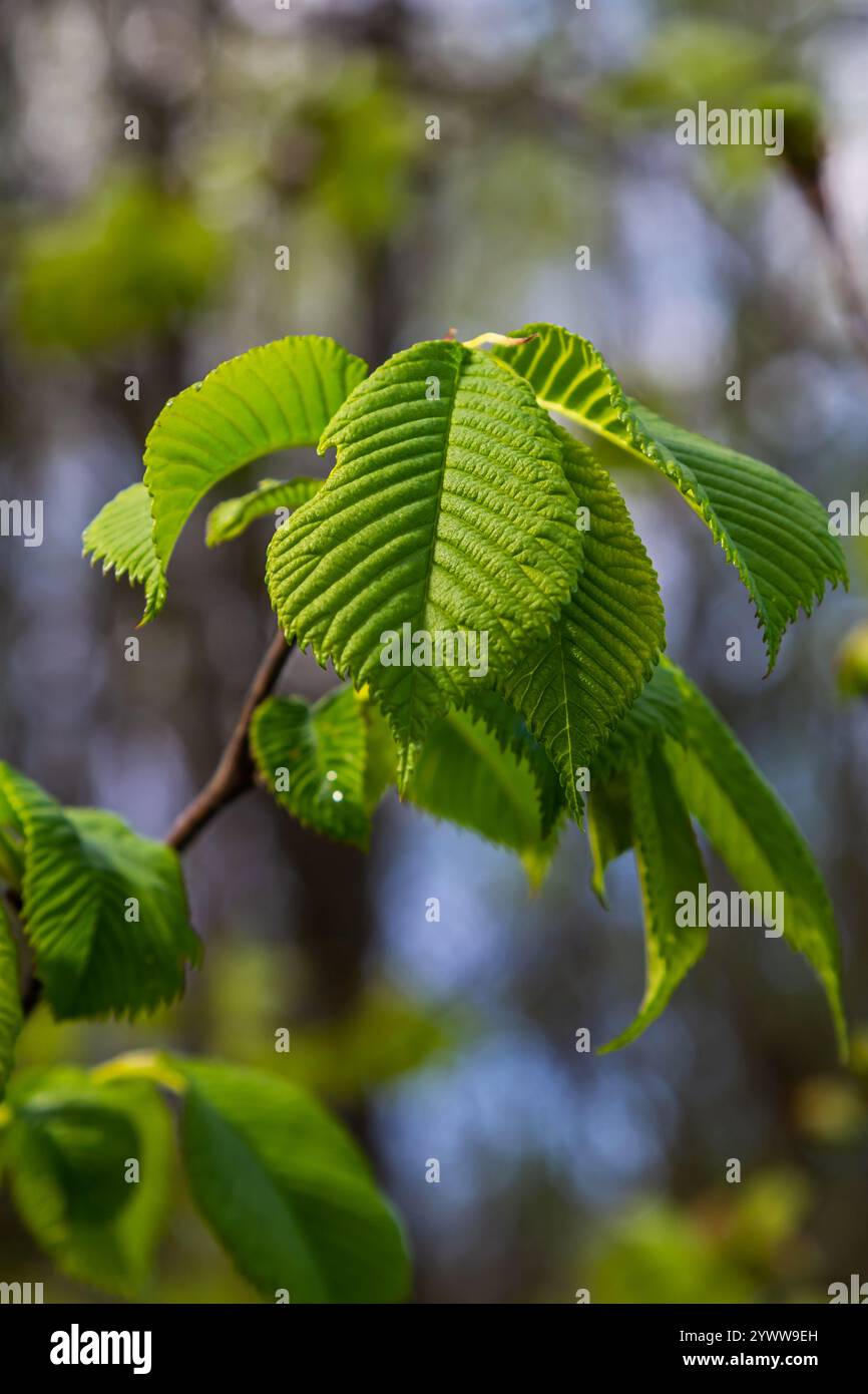 Close-up shot of the samara samarae of the Wych or Scots elm Ulmus ...