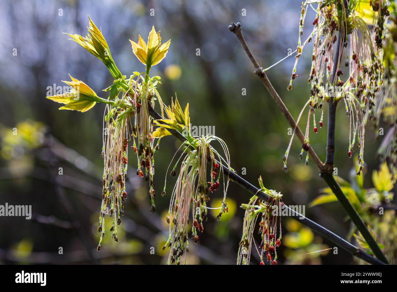 Bordo Negundo or ash-leaved maple, male flowers in clusters on slender ...