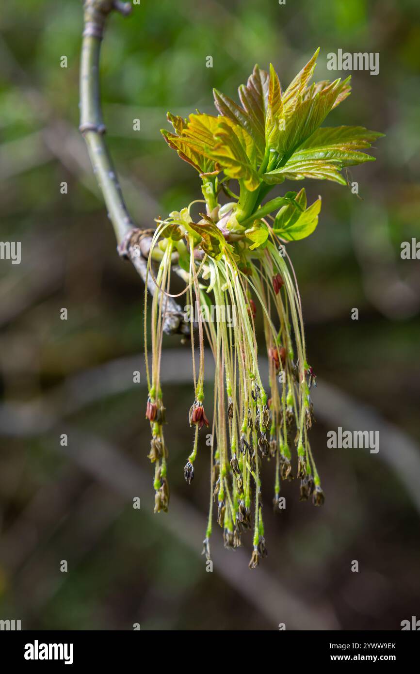 Bordo Negundo or ash-leaved maple, male flowers in clusters on slender ...