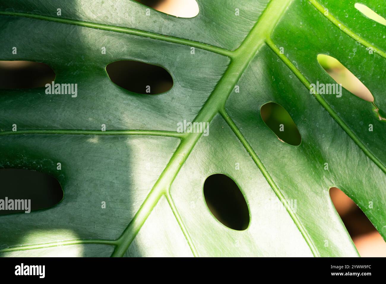 Closeup shot monstera deliciosa hi-res stock photography and images - Alamy