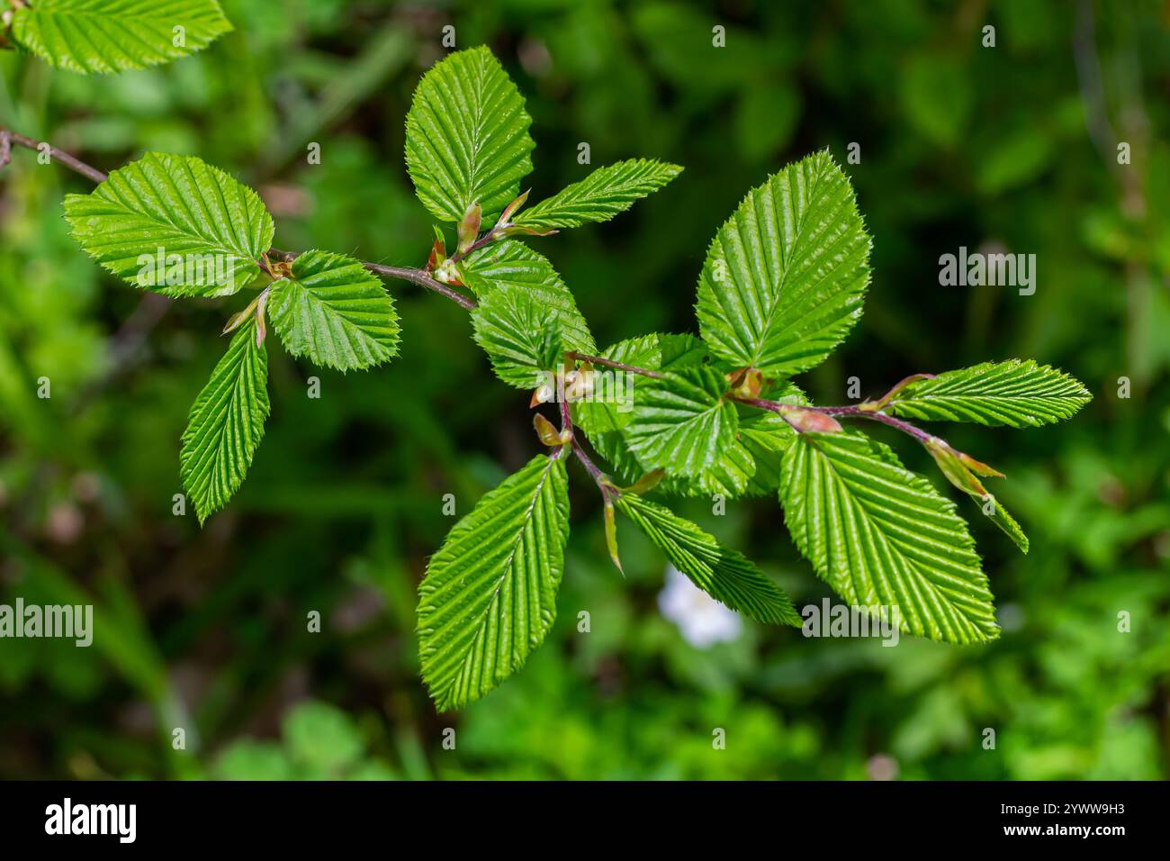 Fresh leaves of carpinus betulus in spring. Common hornbeam Stock Photo ...
