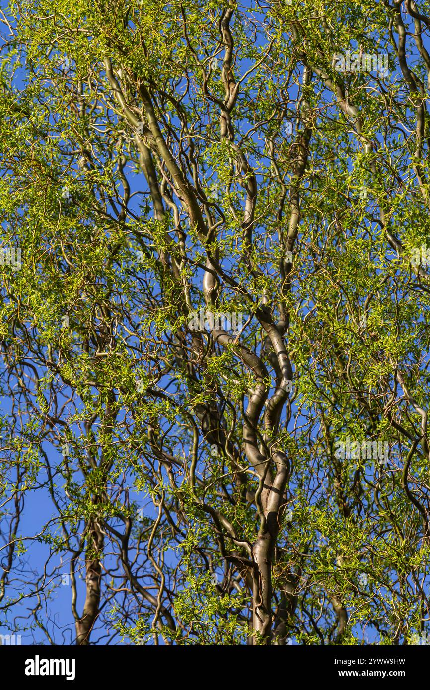 Green Weeping Willow Branches in Detail Stock Photo - Alamy