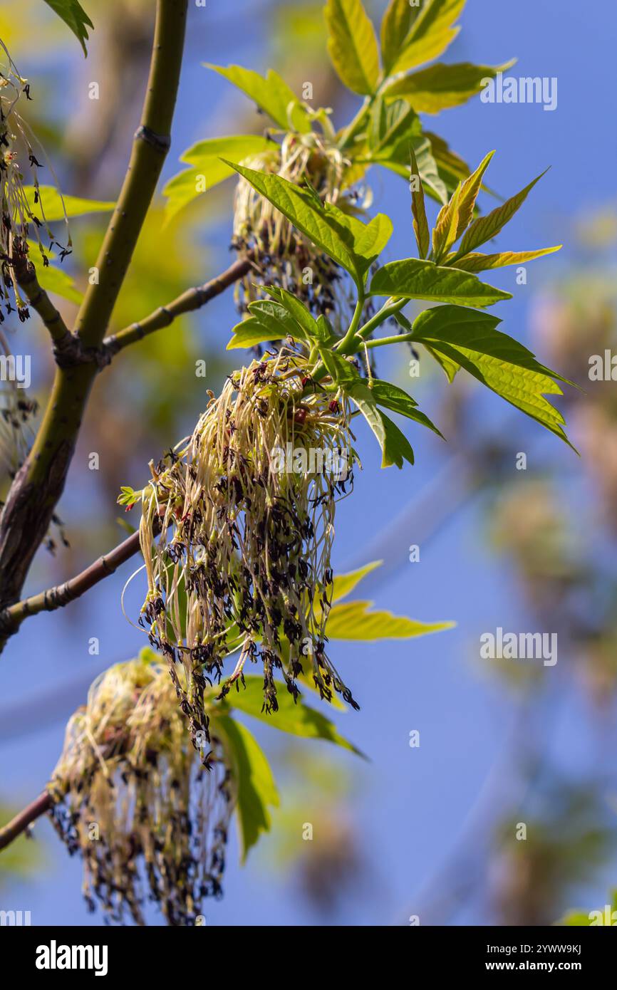 Bordo Negundo or ash-leaved maple, male flowers in clusters on slender ...