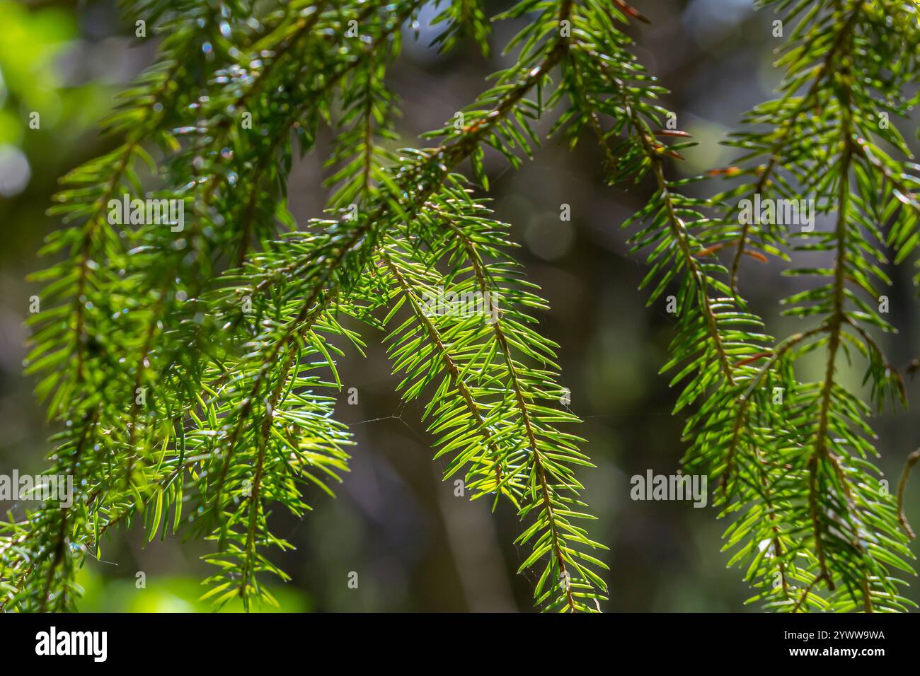 Spruce branch. Beautiful branch of spruce with needles. Christmas tree ...