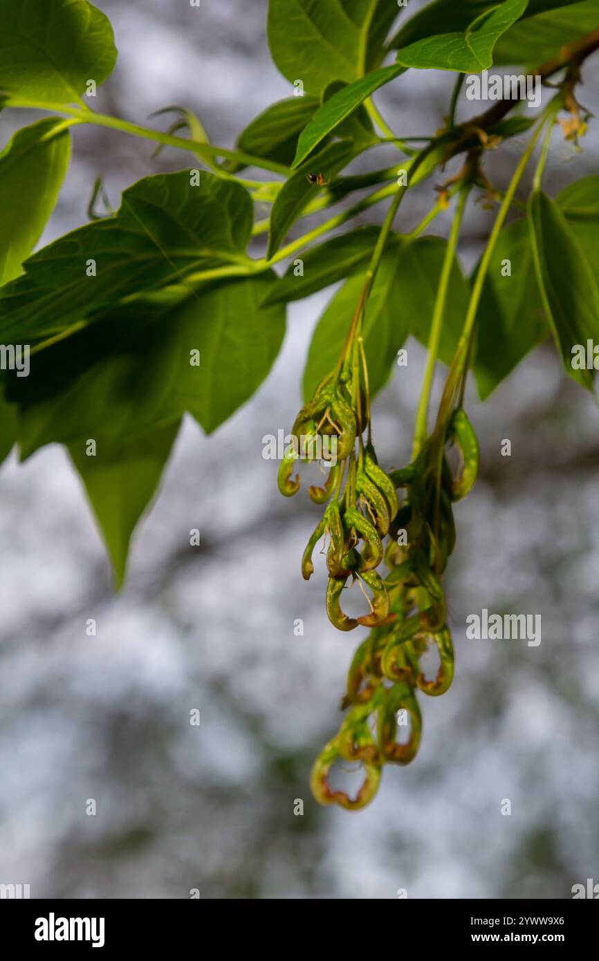 Bordo Negundo or ash-leaved maple, male flowers in clusters on slender ...