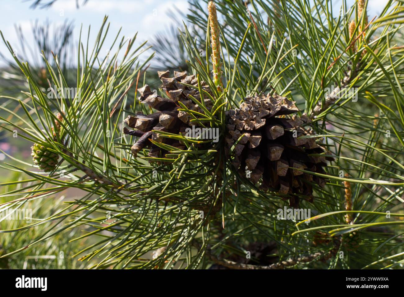 Scots pine pinus sylvestris garden tree pinus sylvestris hi-res stock ...