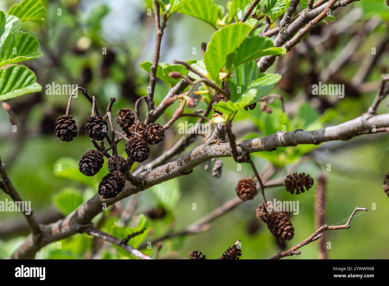 Closeup branch alder cones hi-res stock photography and images - Alamy