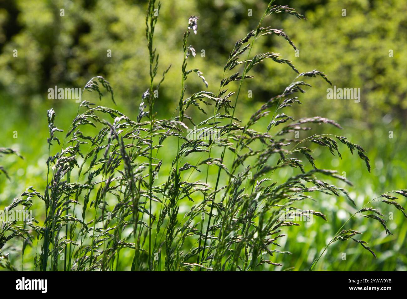 In the meadow among wild grasses in the pasture grows Poa Stock Photo ...