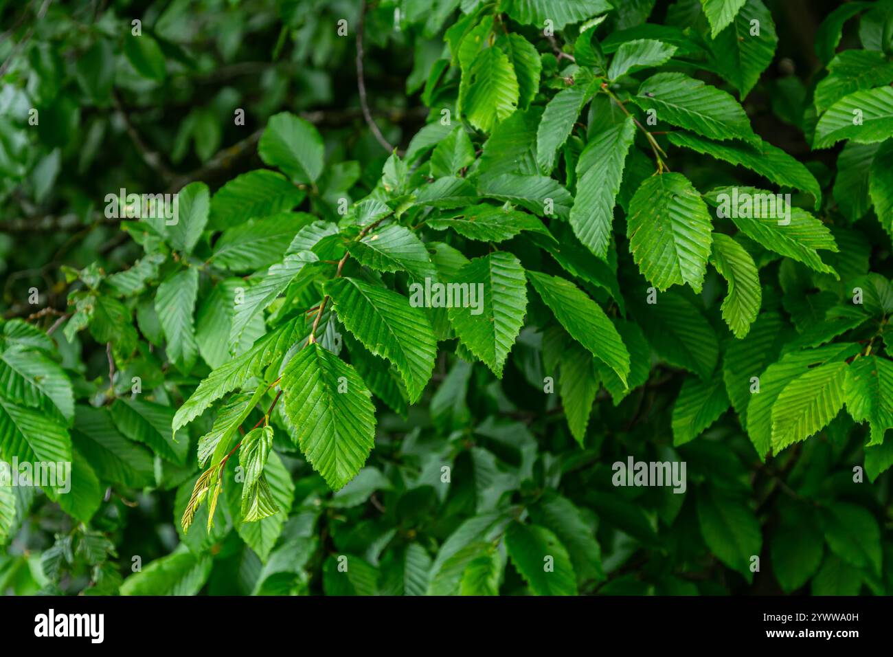 Fresh leaves of carpinus betulus in spring. Common hornbeam Stock Photo ...