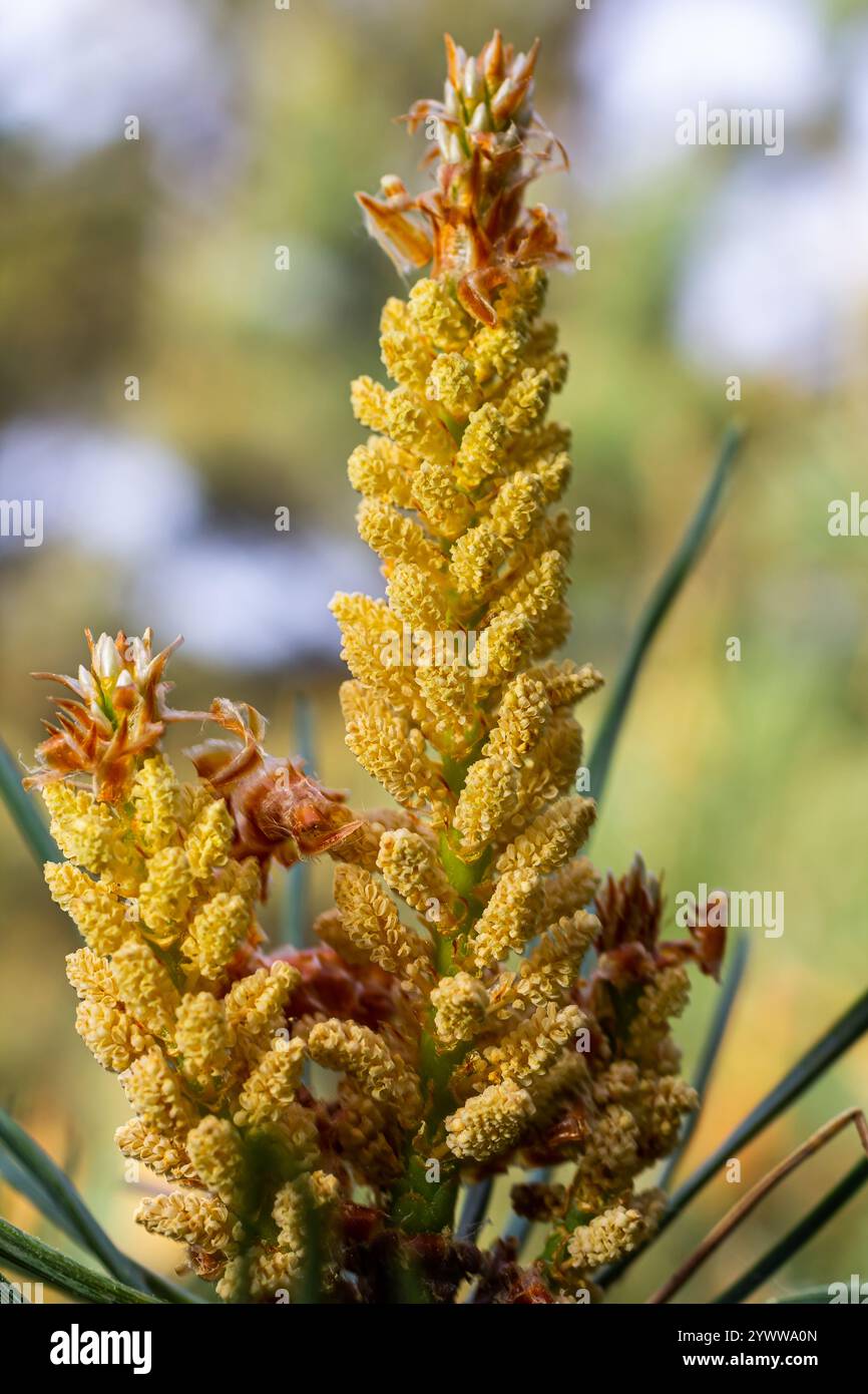 Selective focus of detail of ovoid and orange shoots of Pinus pinea and ...