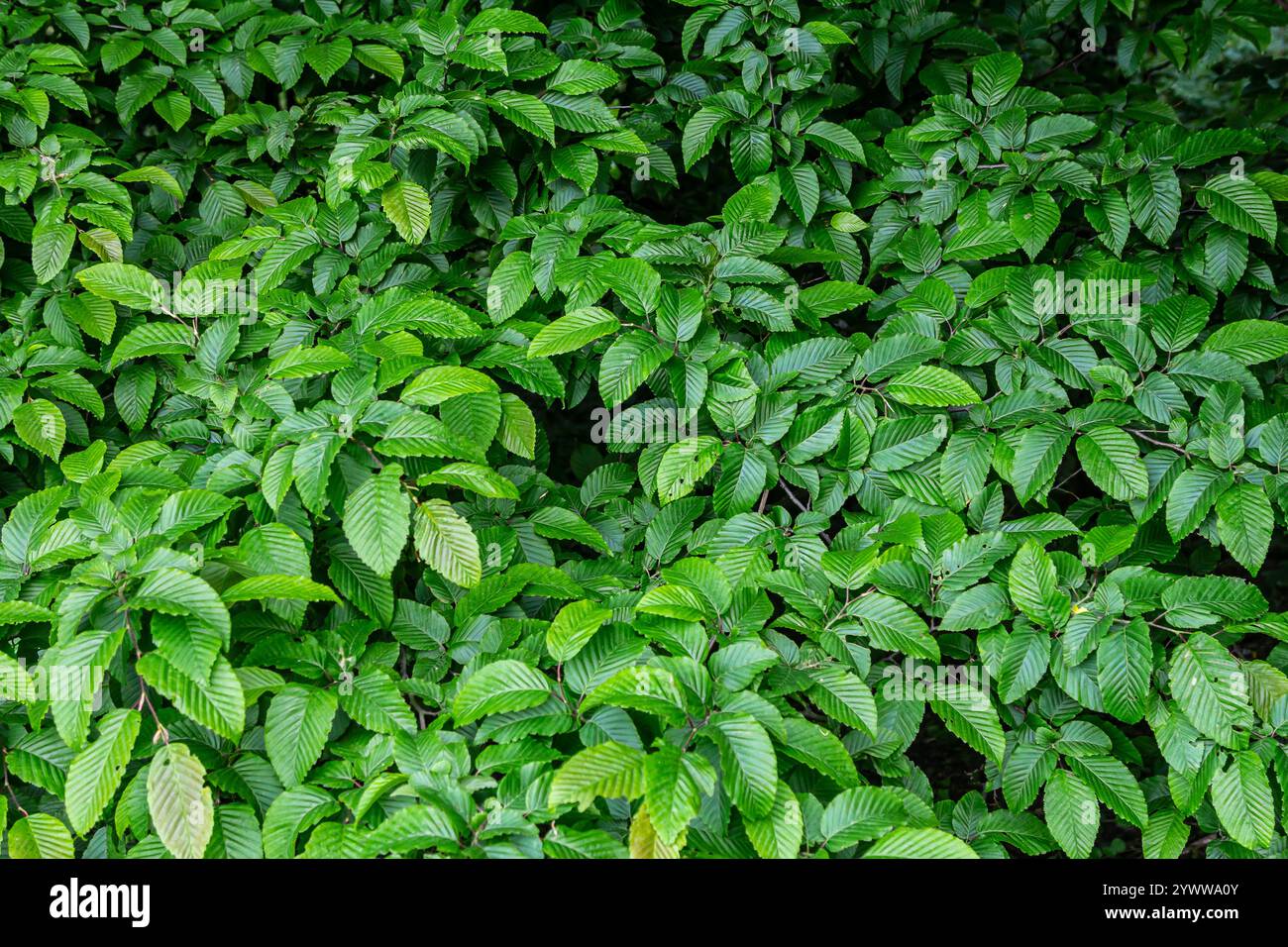 Fresh leaves of carpinus betulus in spring. Common hornbeam Stock Photo ...