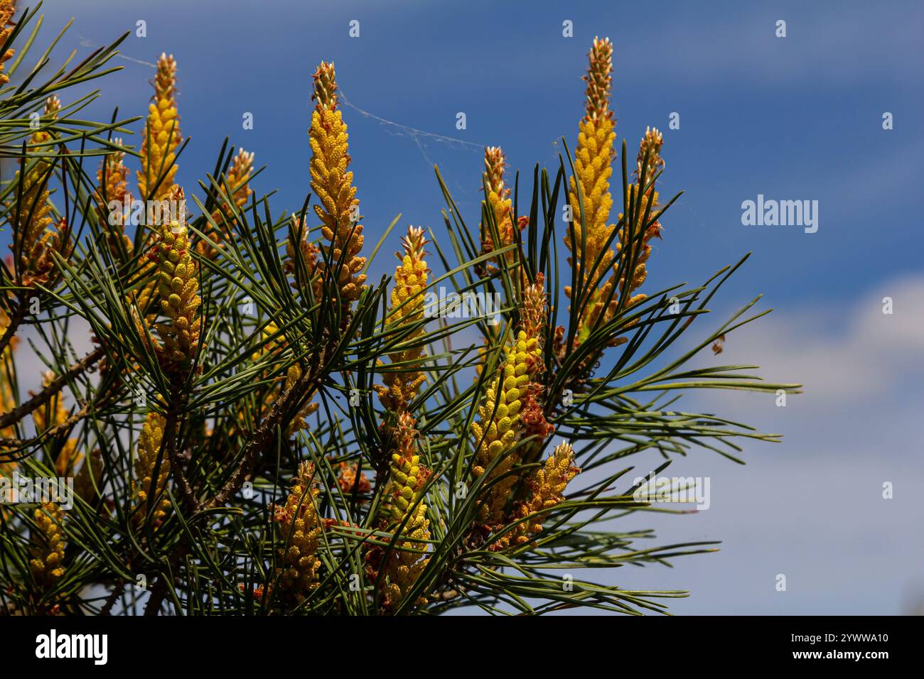 Selective focus of detail of ovoid and orange shoots of Pinus pinea and ...