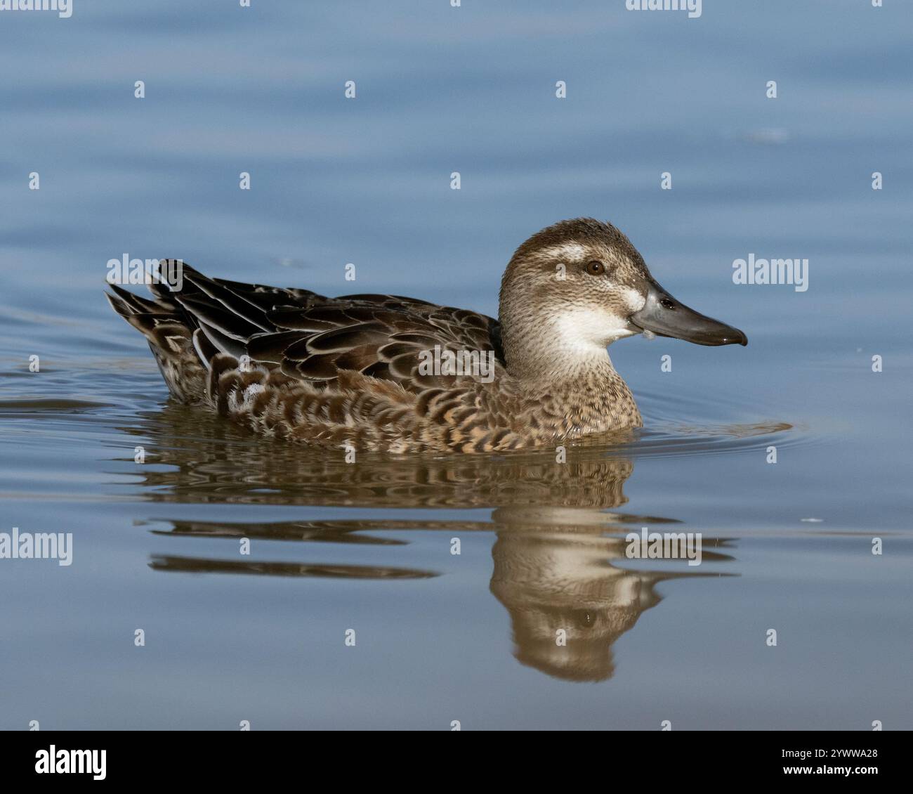 profile view of female Blue-winged Teal (Spatula discors) floating on ...