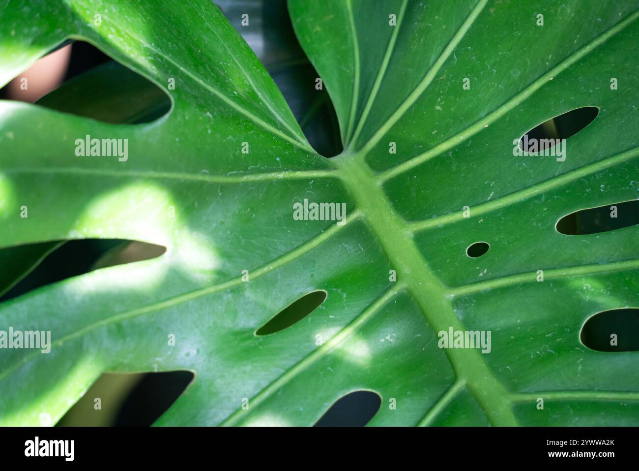 Monstera palm split leaf hi-res stock photography and images - Alamy