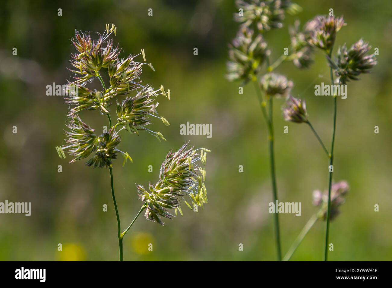 Plant Dactylis against green grass. In the meadow blooms valuable ...