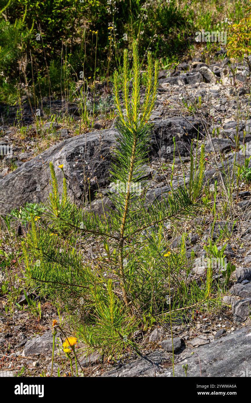 Small pine tree. small green spruce grows on a stone against the ...