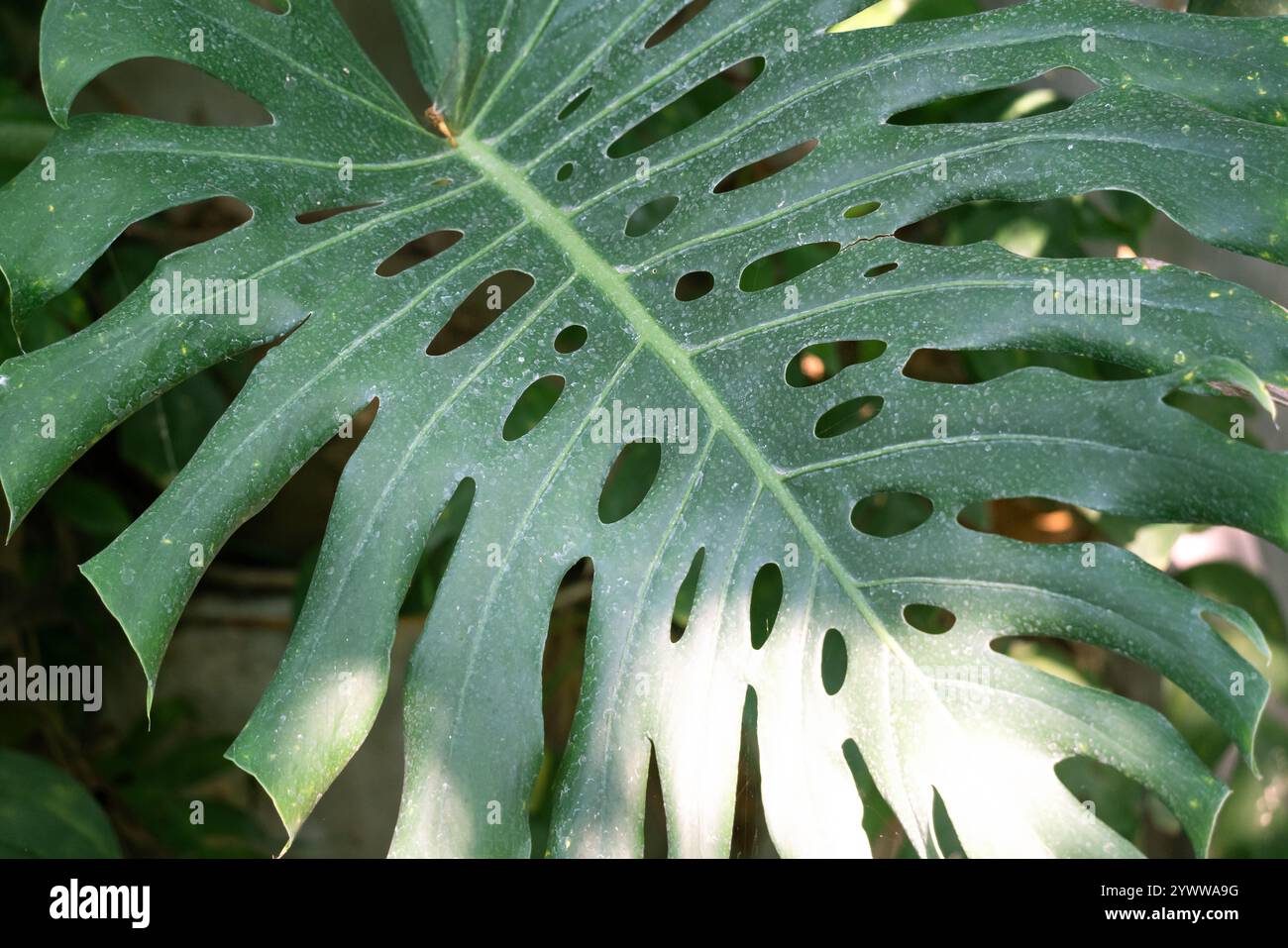 Closeup shot monstera deliciosa hi-res stock photography and images - Alamy