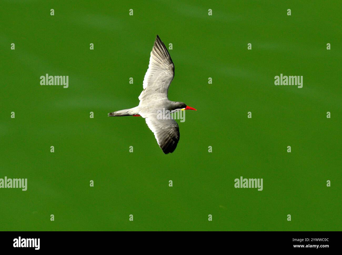 Inkaseeschwalbe, Larosterna inca, im Flug, Arica, Chile Südamerika Inca ...