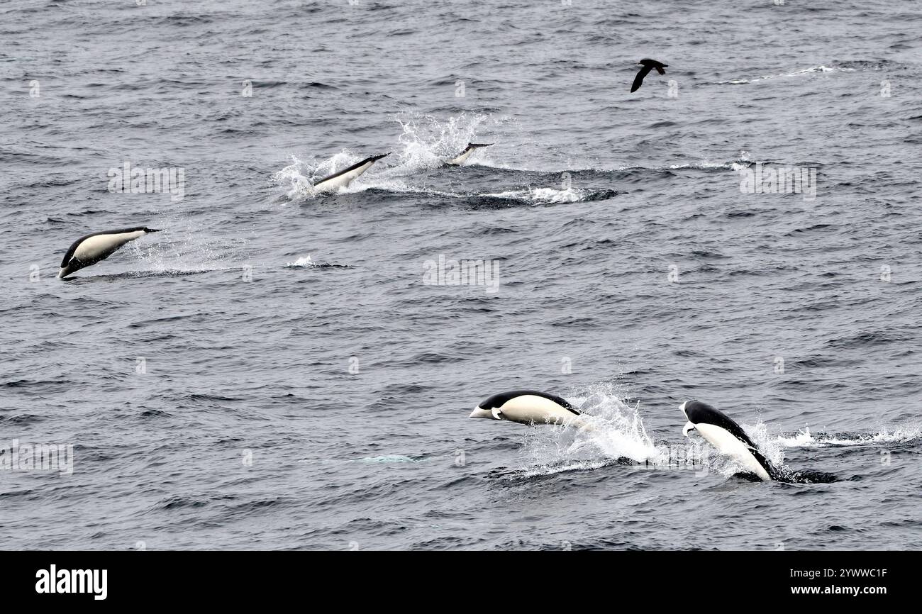 Lissodelphis peroni hi-res stock photography and images - Alamy