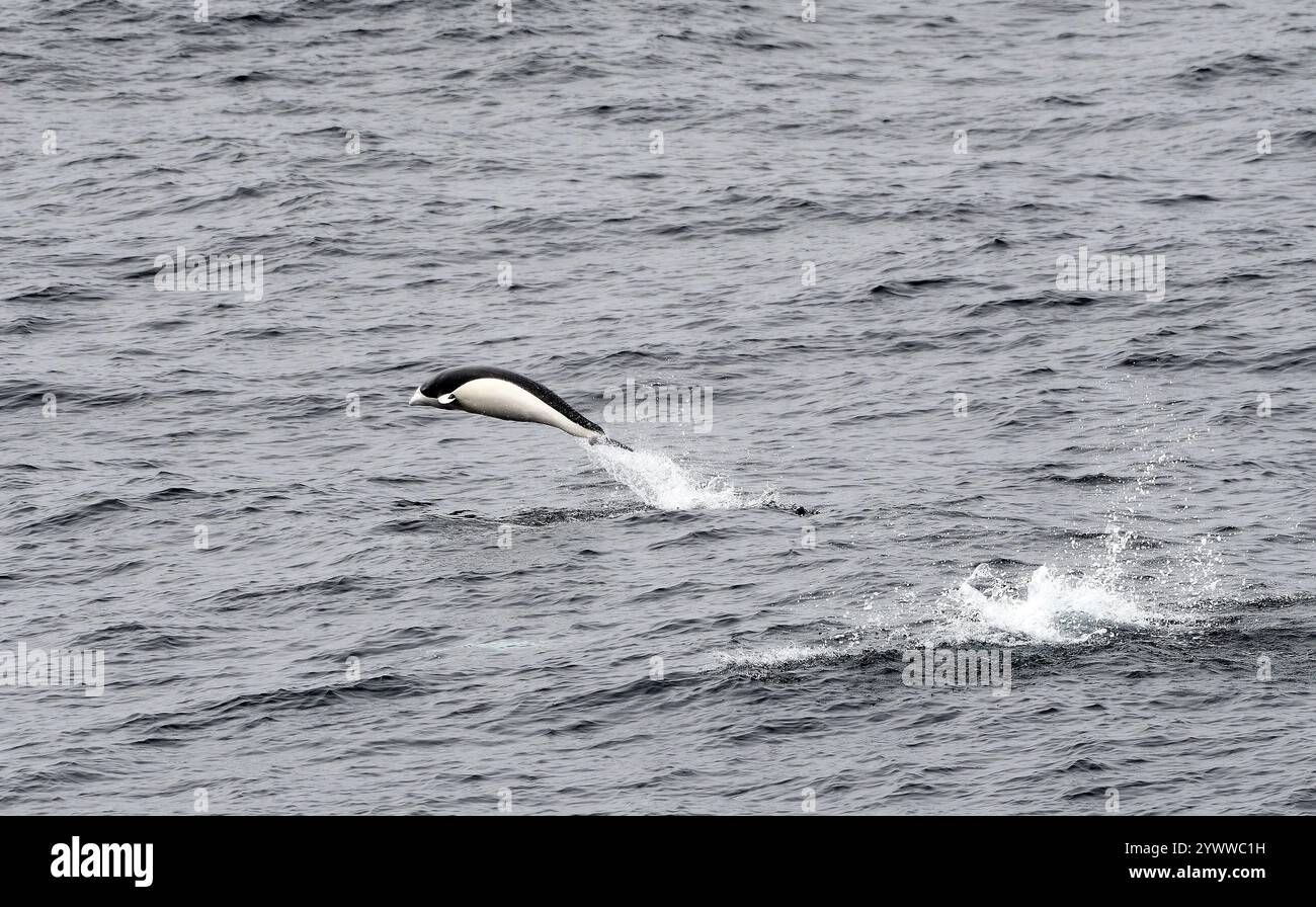 Lissodelphis peroni hi-res stock photography and images - Alamy