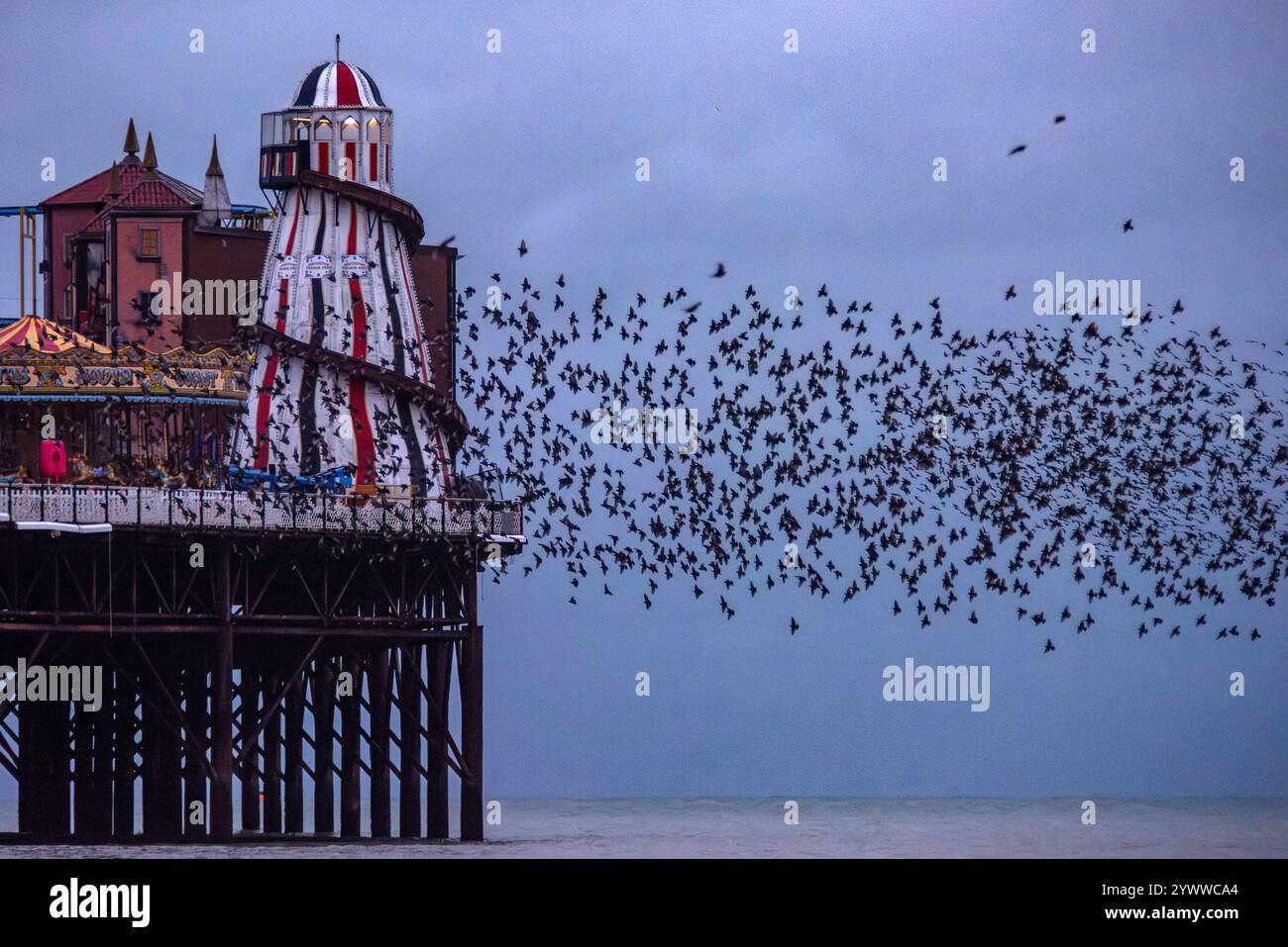 Brighton, December 10th 2024: Starlings murmurating at the Palace Pier ...
