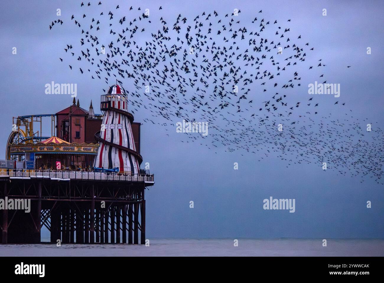 Brighton, December 10th 2024: Starlings murmurating at the Palace Pier ...