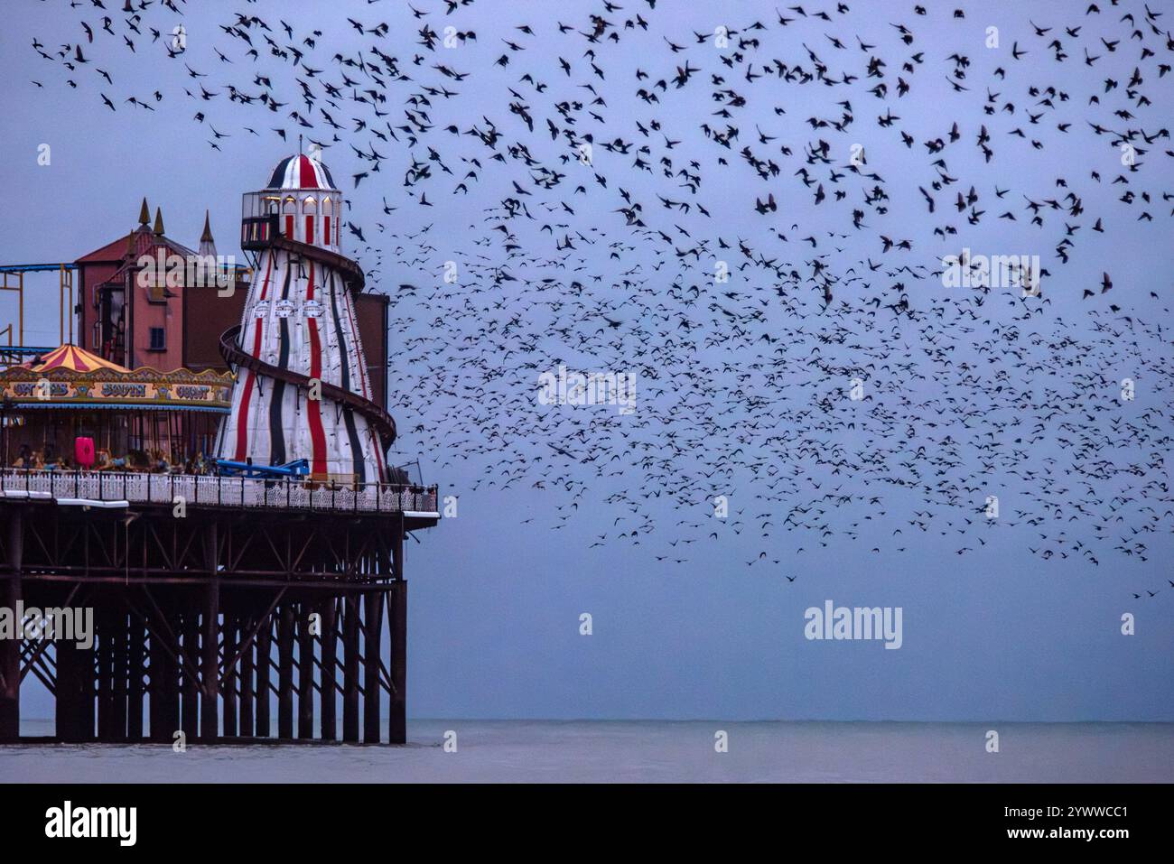 Brighton, December 10th 2024: Starlings murmurating at the Palace Pier ...