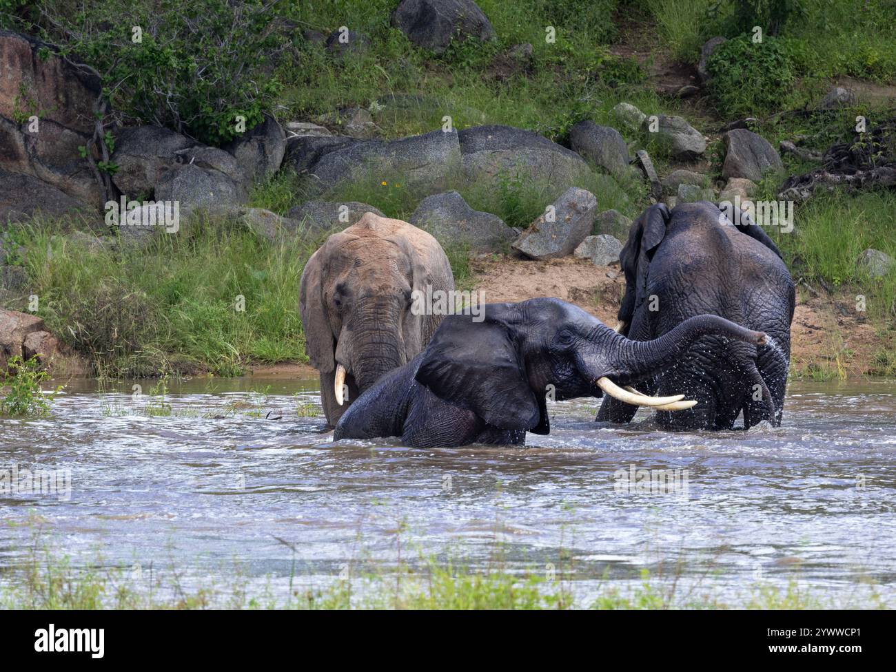 In the heat of the day Elephants will cool off by bathing in the rivers ...
