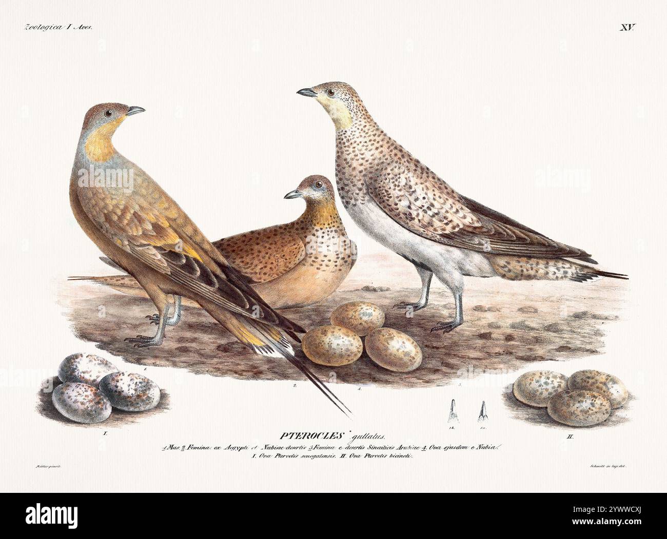 Antique ornithological illustration from Symbolae Physicae (1829 ...