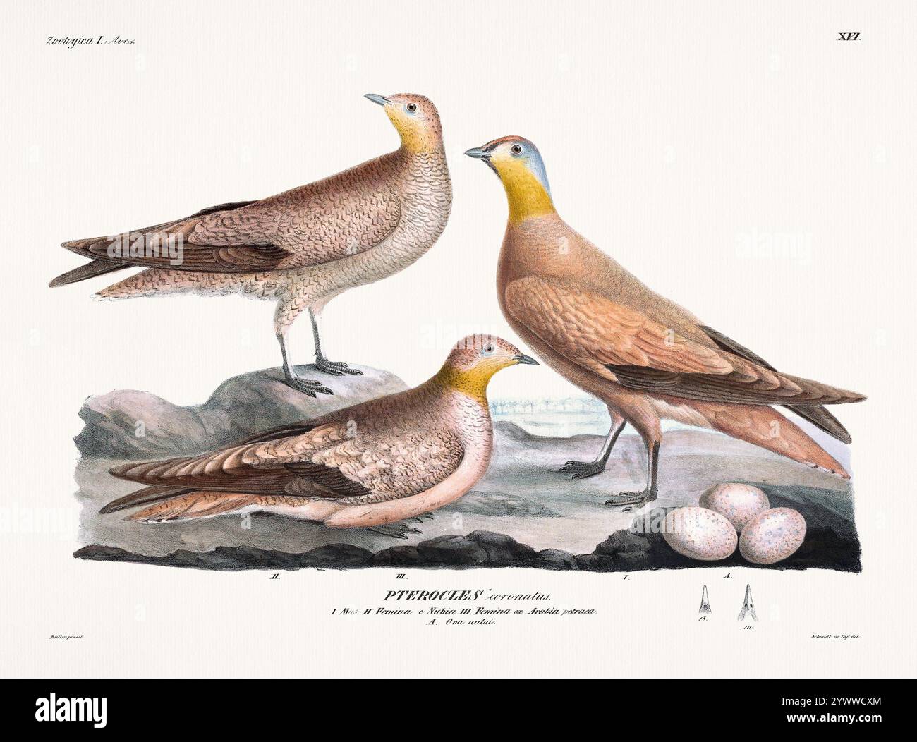Antique ornithological illustration from Symbolae Physicae (1829 ...