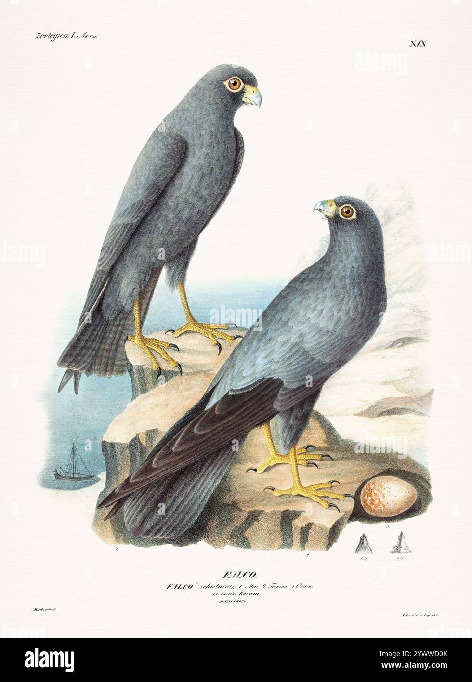 Antique ornithological illustration from Symbolae Physicae (1829 ...