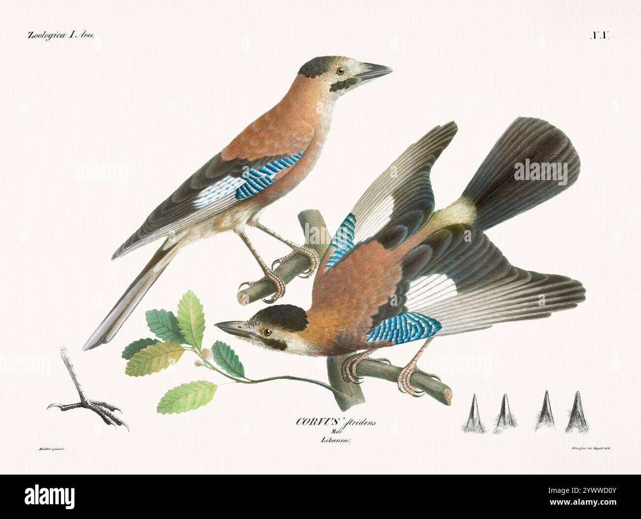 Antique ornithological illustration from Symbolae Physicae (1829 ...