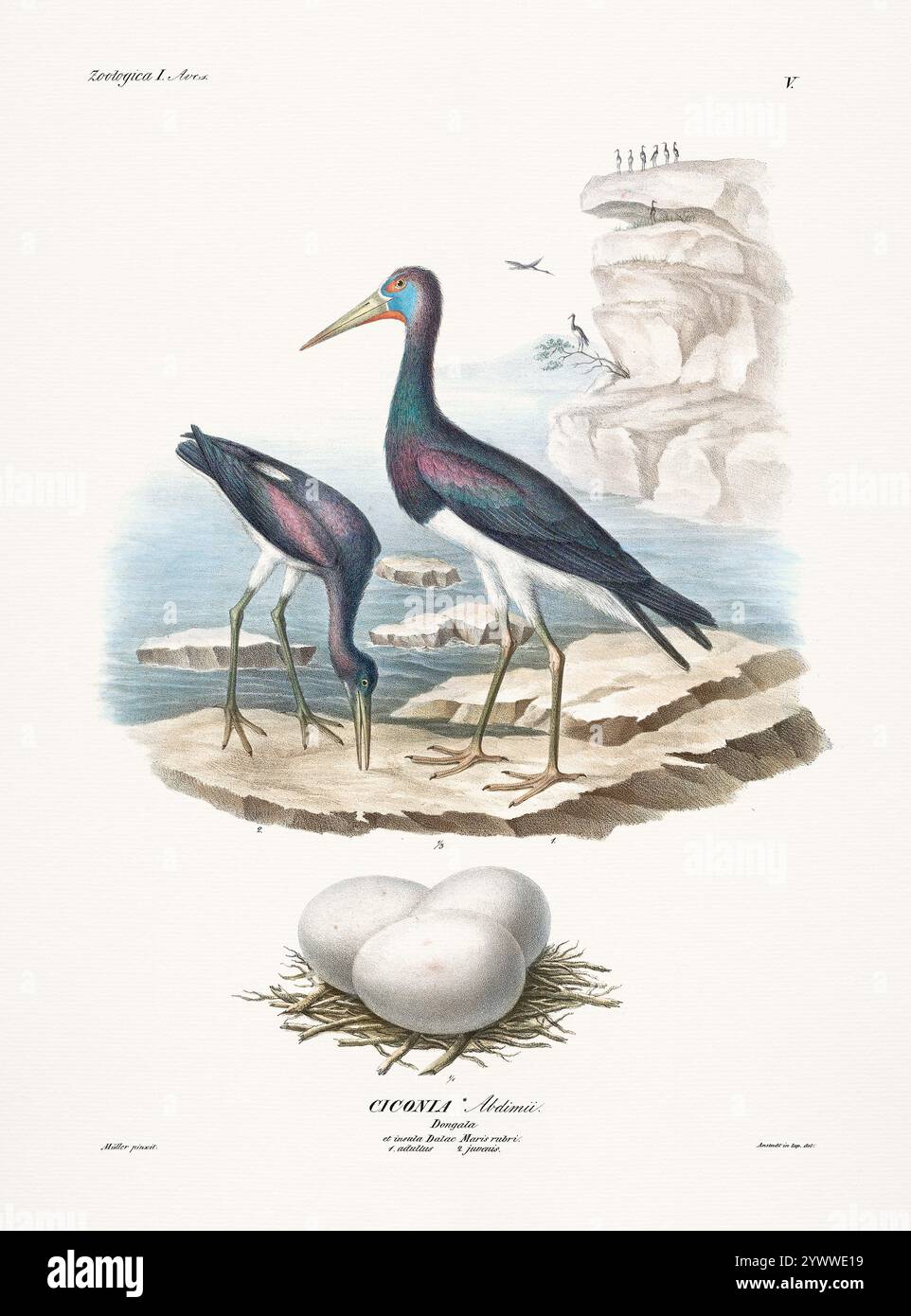 Antique ornithological illustration from Symbolae Physicae (1829 ...