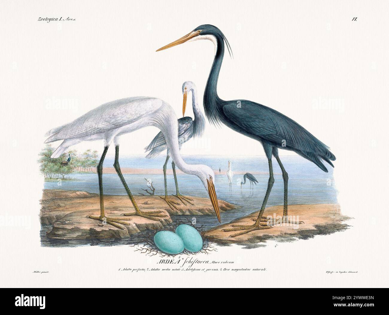 Antique ornithological illustration from Symbolae Physicae (1829 ...