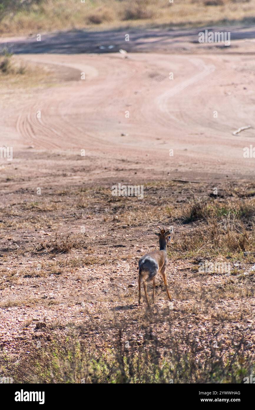 Telephoto of two Dik Diks - Madoqua kirkii- hiding in the bushes of the ...