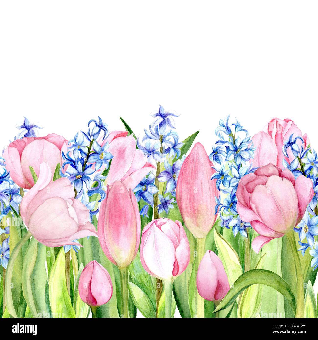 Seamless border of tulips and hyacinths on a white background. The ...
