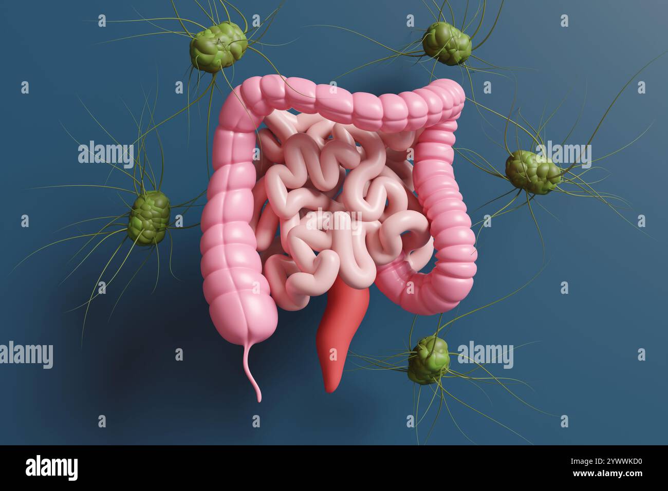 Green microorganisms surrounding large and small intestine on dark blue ...