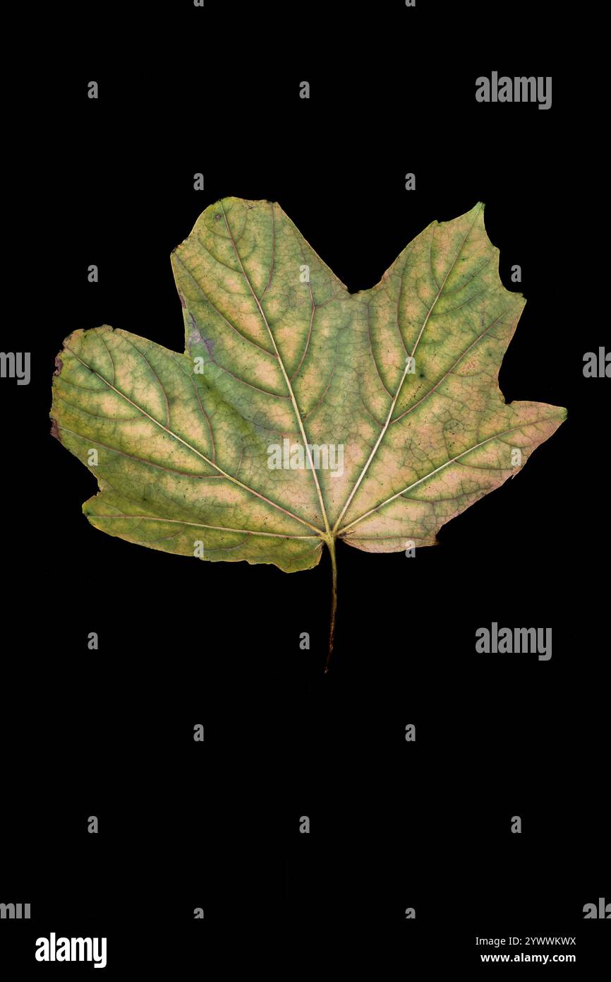 Acer pseudoplatanus tree hi-res stock photography and images - Alamy