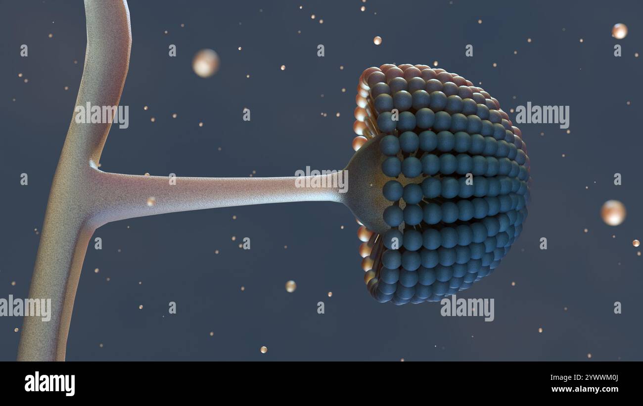 3d rendering of Aspergillus genus. Aspergillosis is a spectrum of ...