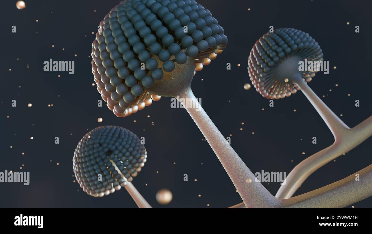 3d rendering of Aspergillus genus. Aspergillosis is a spectrum of ...