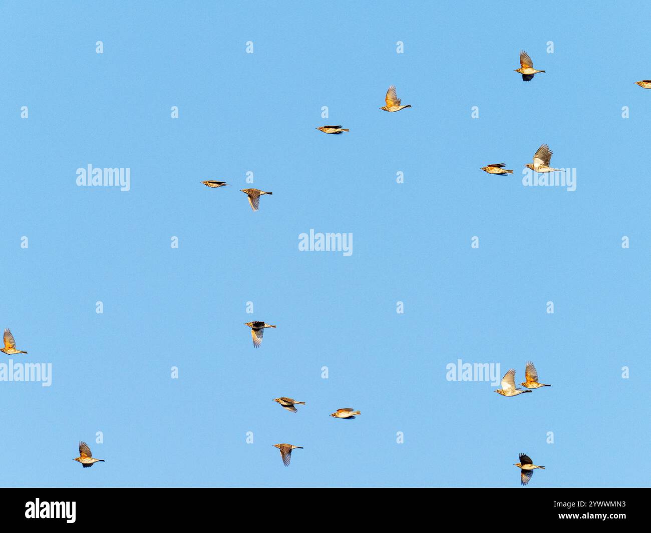 Redwing uk coast hi-res stock photography and images - Alamy