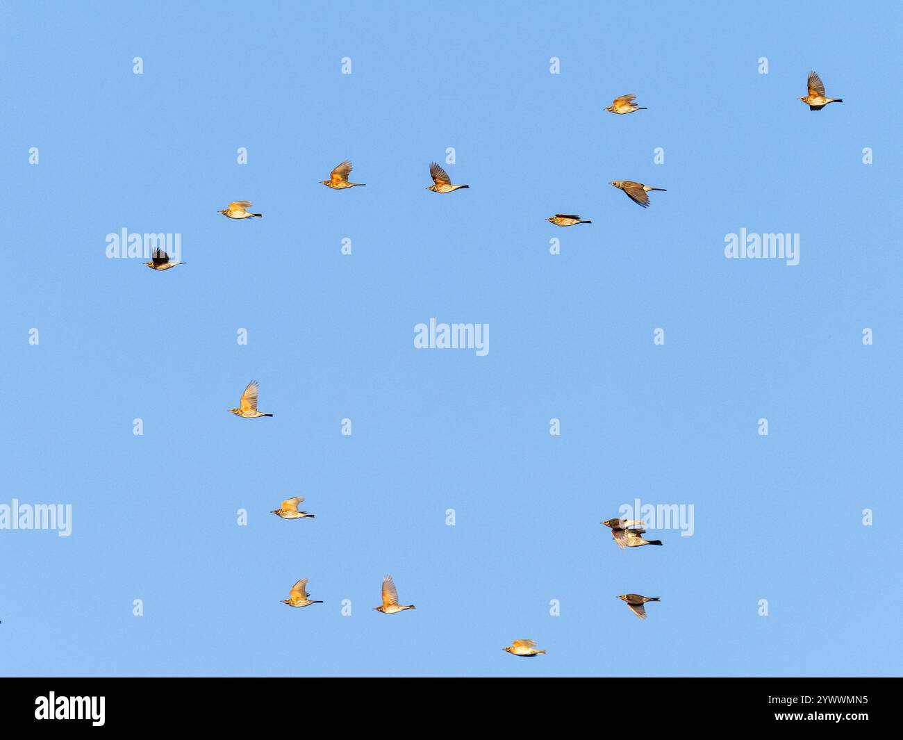Redwing uk coast hi-res stock photography and images - Alamy