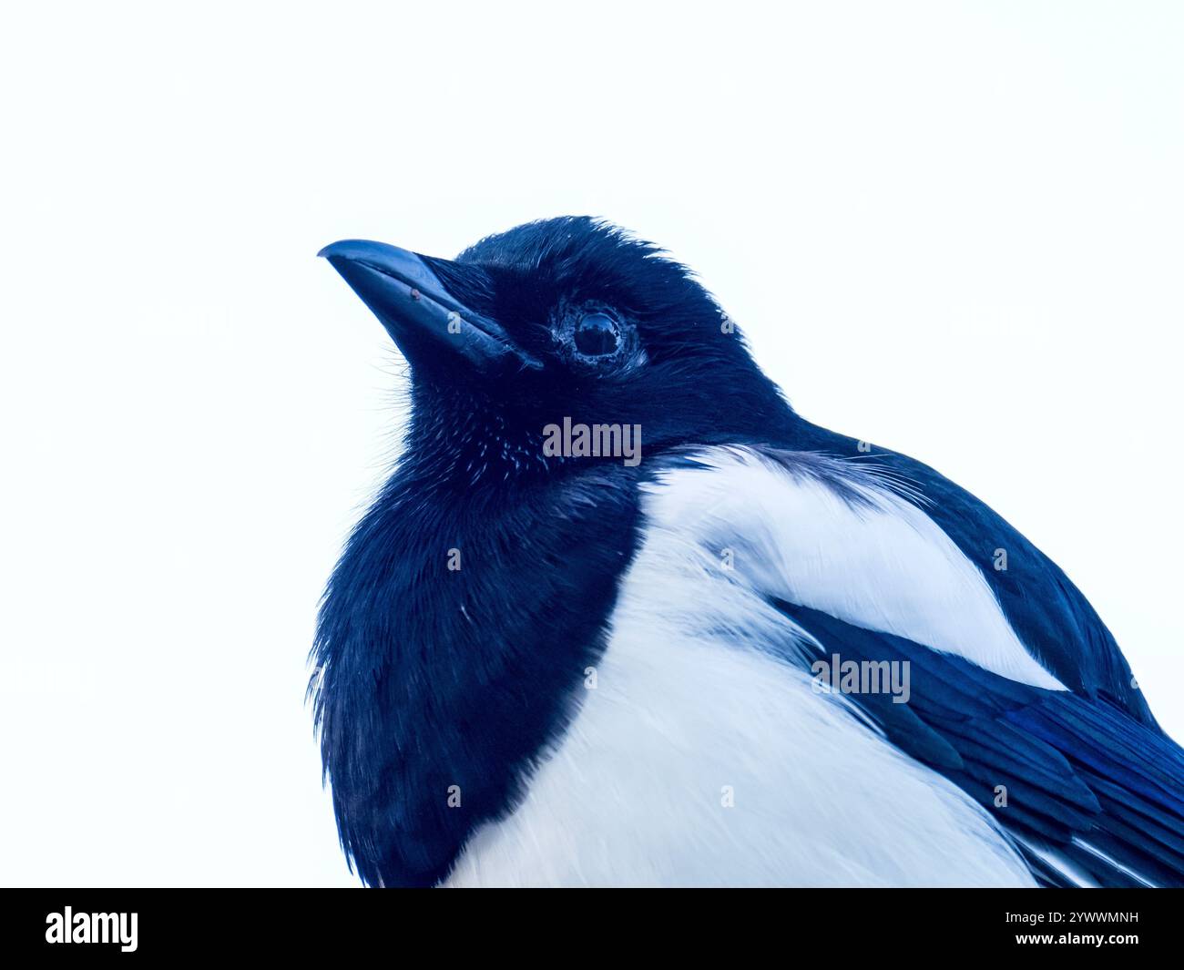 A Magpie, Pica pica in Findhorn, Moray, Scotland, UK Stock Photo - Alamy