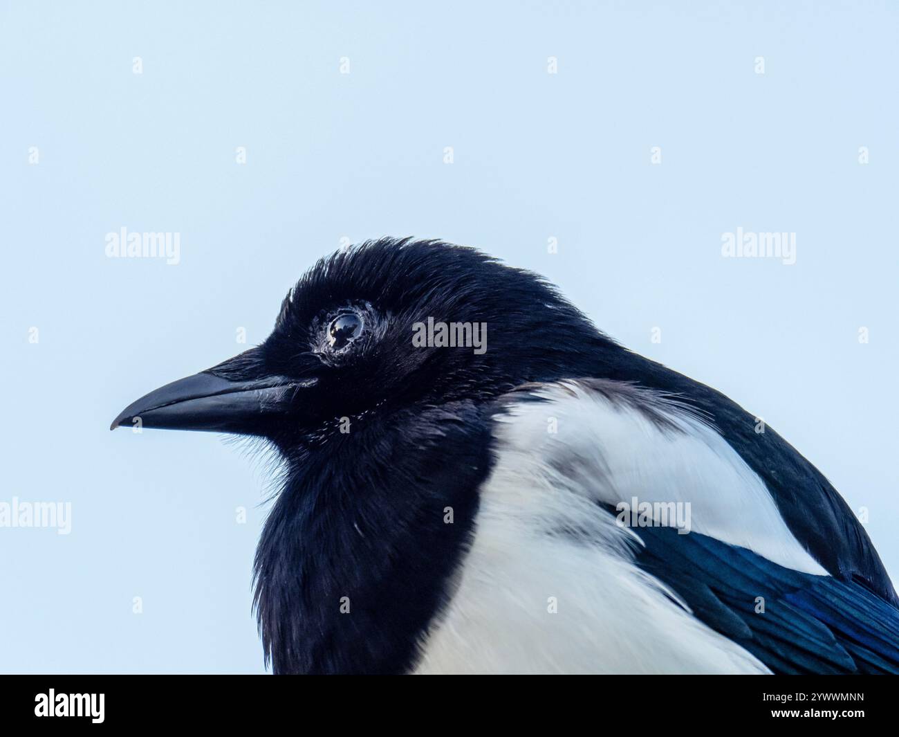 A Magpie, Pica pica in Findhorn, Moray, Scotland, UK Stock Photo - Alamy